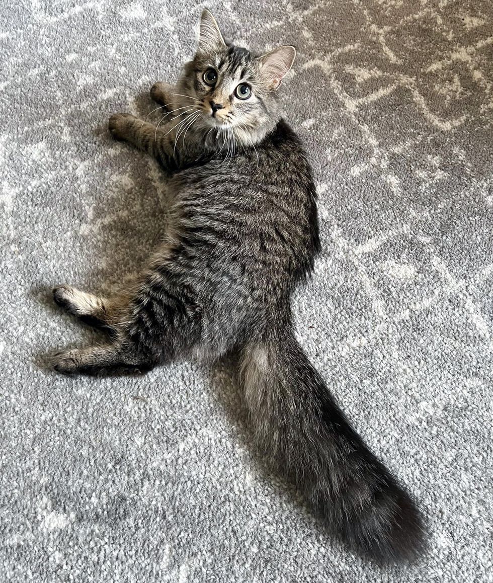 Warehouse Cat Finds Her Way into Kind Person's Home and Decides She isn ...