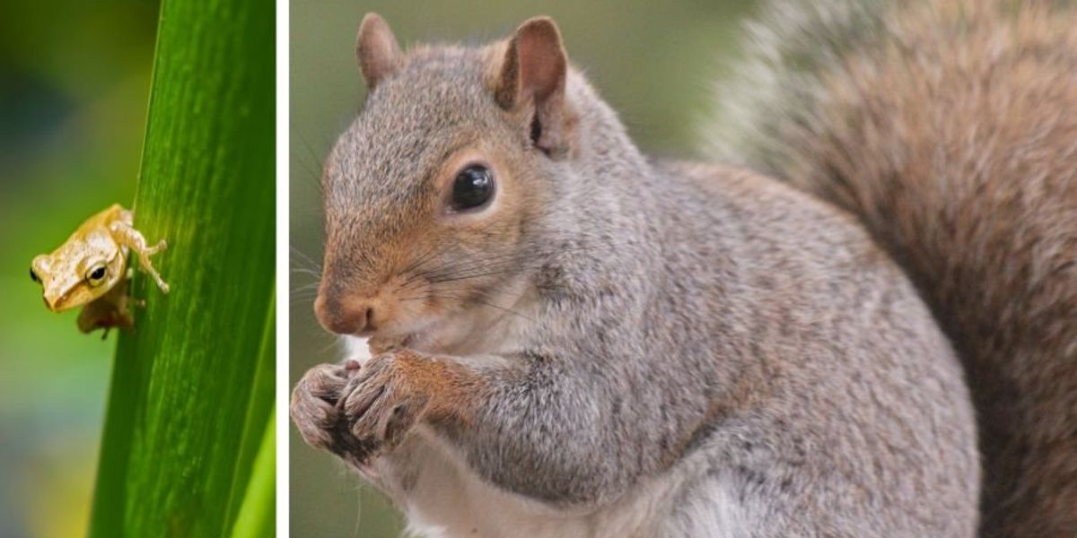 Squirrel terrified of tiny frog refuses to leave mom's bed - Upworthy