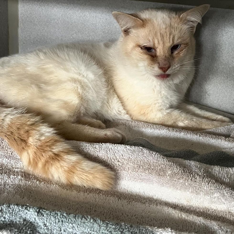 After Years Cat is Finally Indoors and So Overjoyed When Kind People ...