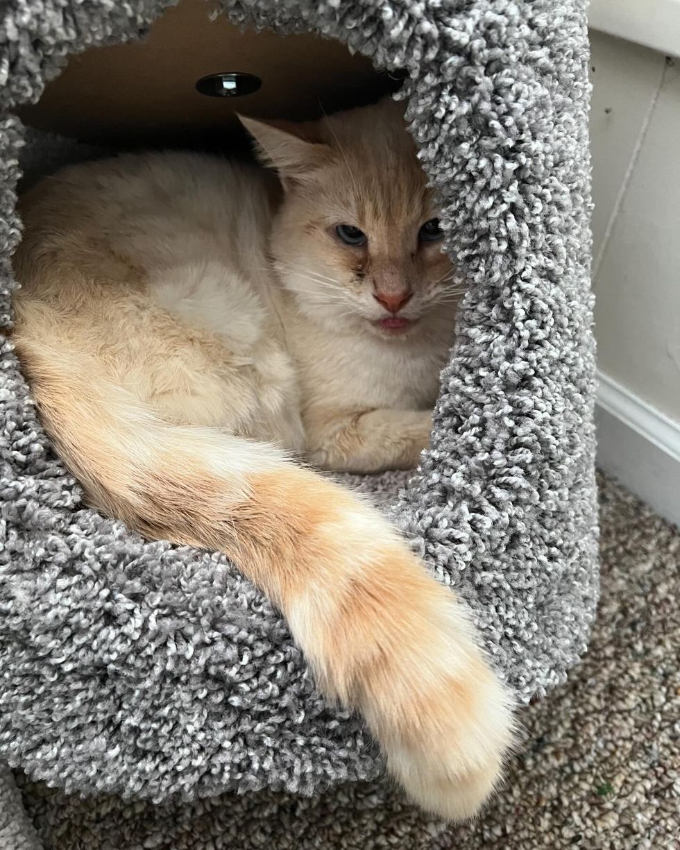 After Years Cat is Finally Indoors and So Overjoyed When Kind People ...