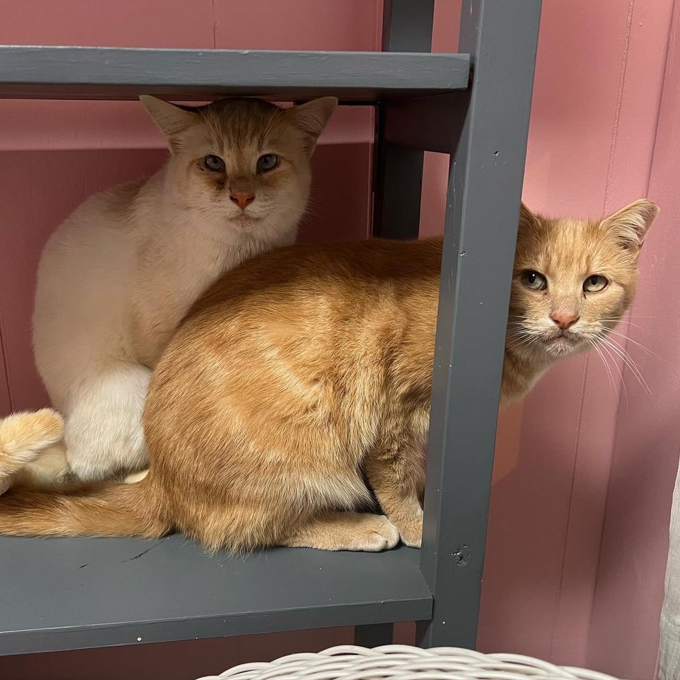 After Years Cat is Finally Indoors and So Overjoyed When Kind People ...