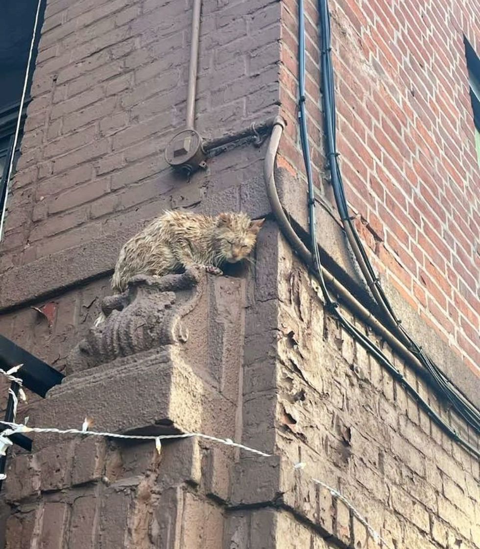 Cat Spotted High Up on a Building, Suddenly Comes Out of Her Shell When ...