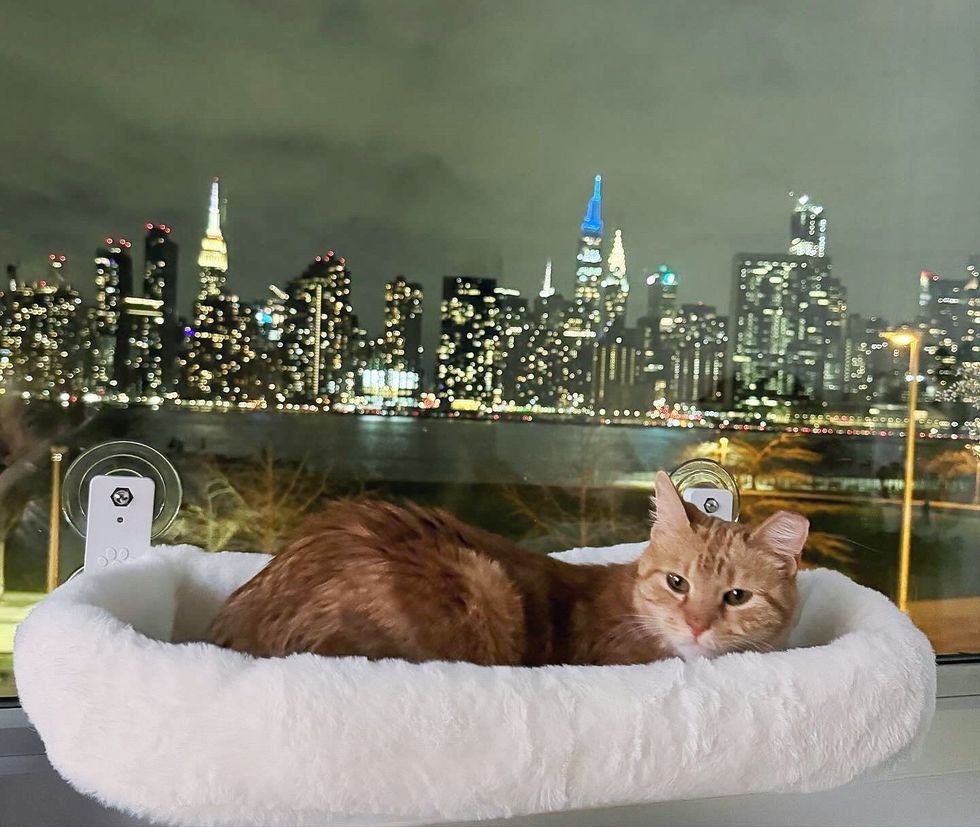 Cat Spotted High Up on a Building, Suddenly Comes Out of Her Shell When ...