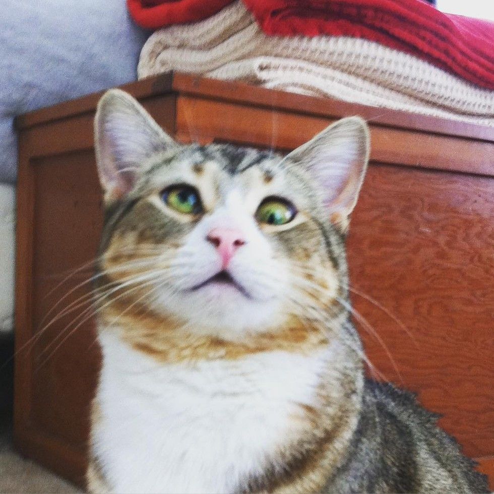 Cat with Googly Eyes from Rescue to Living the High Life - Love Meow