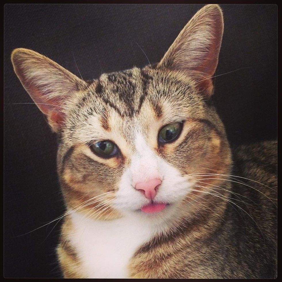 Cat with Googly Eyes from Rescue to Living the High Life - Love Meow