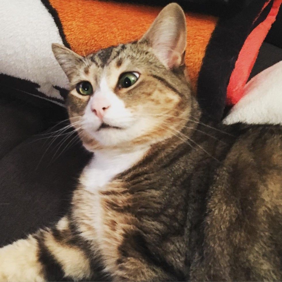 Cat with Googly Eyes from Rescue to Living the High Life - Love Meow