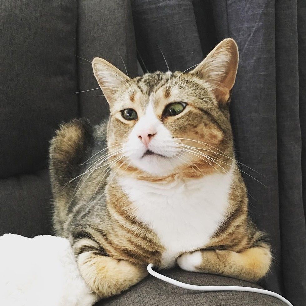 Cat with Googly Eyes from Rescue to Living the High Life - Love Meow