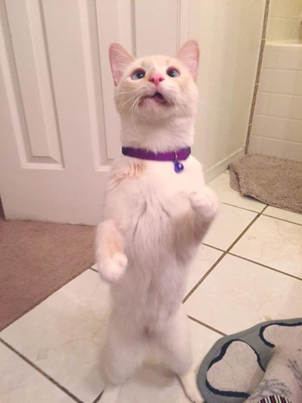 Rescue Cat Turns Her Crooked Jaw into a Beautiful Smile - Love Meow