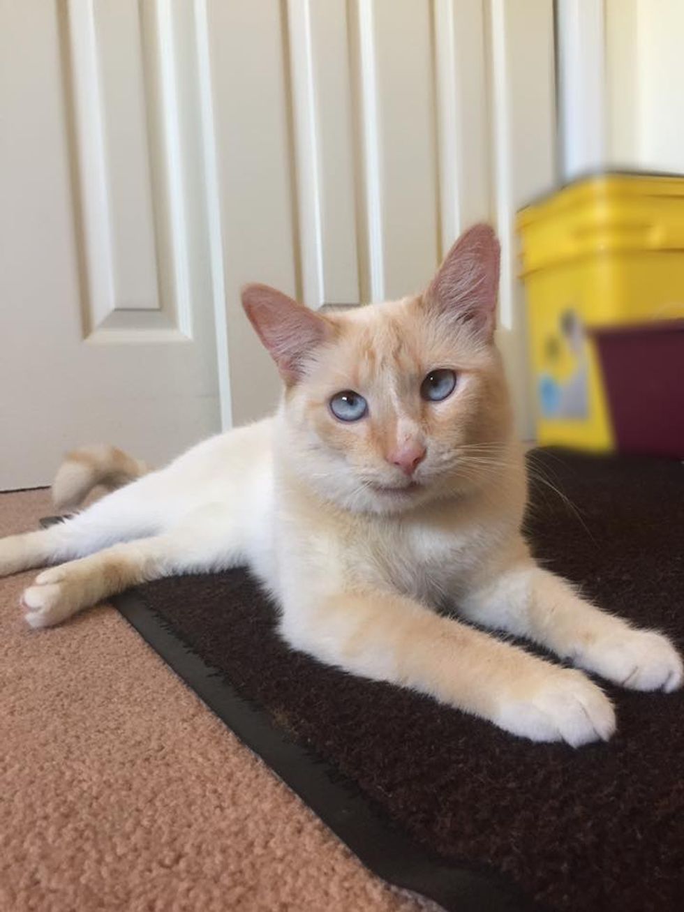 Rescue Cat Turns Her Crooked Jaw into a Beautiful Smile - Love Meow