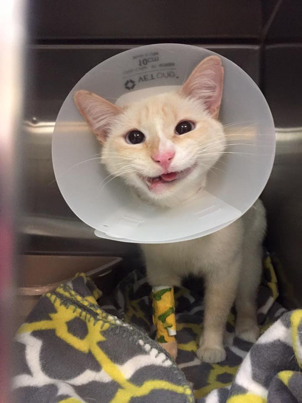 Rescue Cat Turns Her Crooked Jaw into a Beautiful Smile - Love Meow