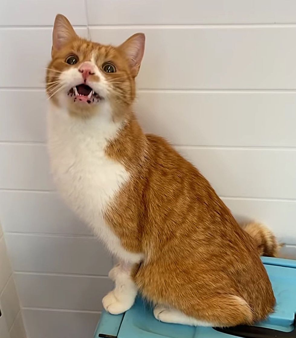 Blind Cat Spotted Stumbling in Snow Weeks Ago is Now Living the Good ...