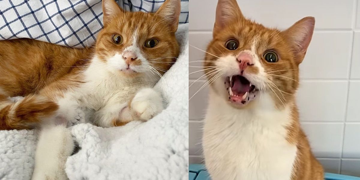 Blind Cat Spotted Stumbling in Snow Weeks Ago is Now Living the Good ...