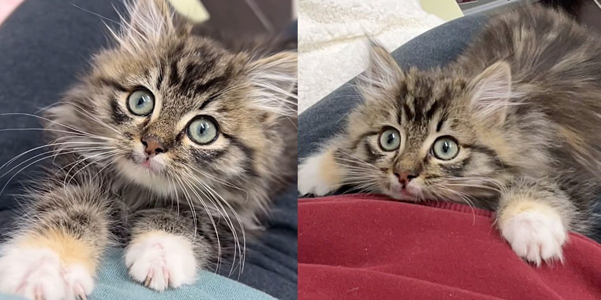 Once Lost on the Street Now Purring Loudly, This Fluffy Kitten Claims ...