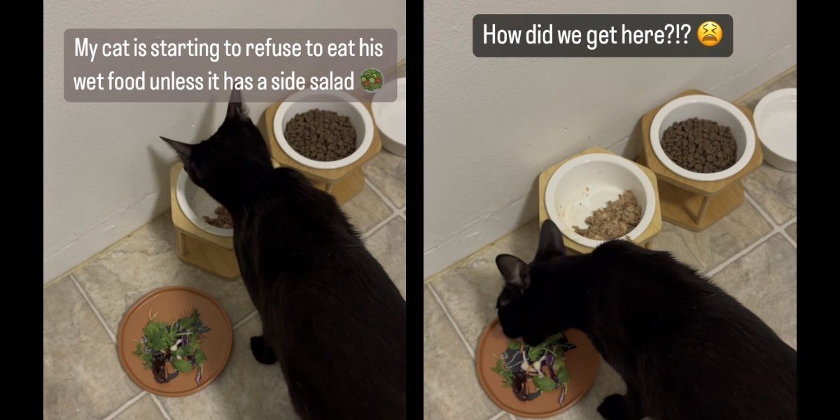 'Bougie' cat refuses to eat wet food without a side salad - Upworthy