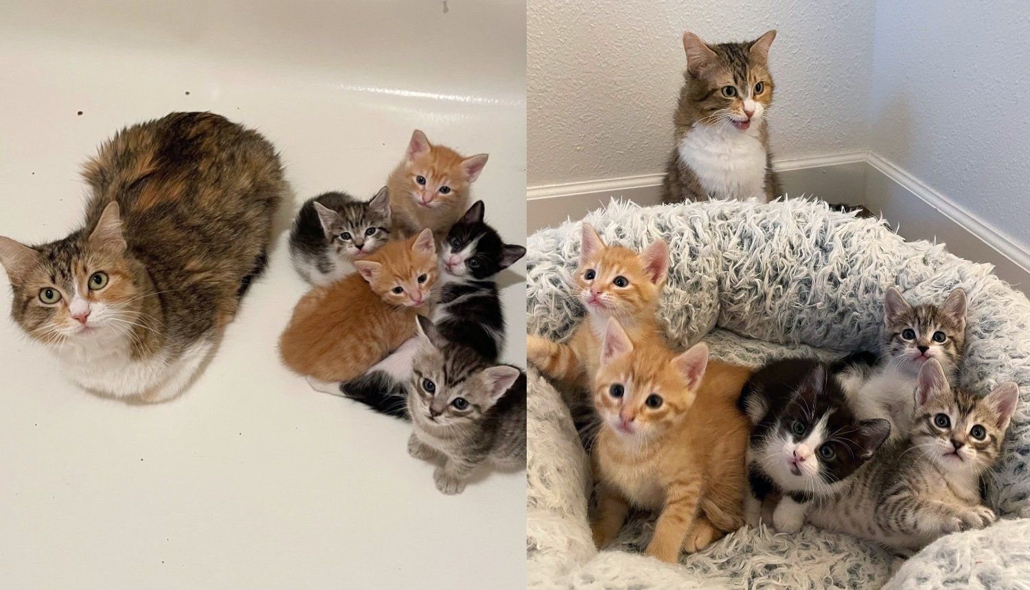 Woman Offers to Help a Shelter Cat, Hours Later Finds Kittens in Her ...