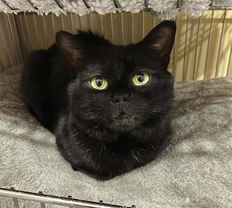 After 341 Days at Shelter, Cat Wins Over Family with Pleading Eyes and ...