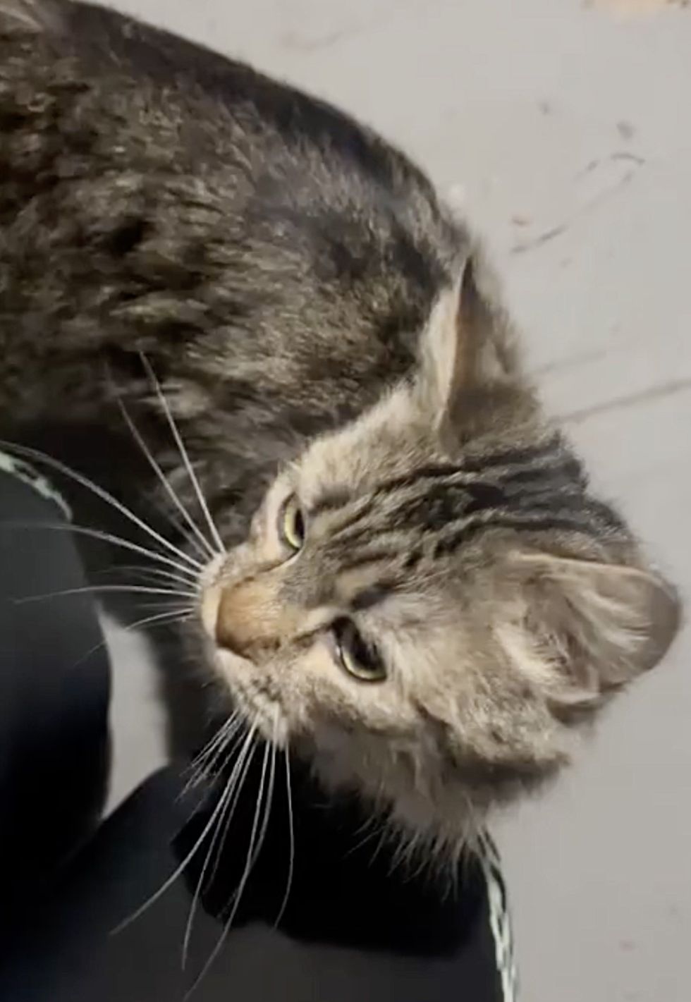 Cat in Basement Comes Running and Clinging to Kind People as Her Life ...