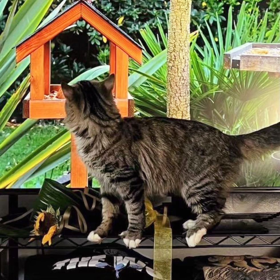 Cat in Basement Comes Running and Clinging to Kind People as Her Life ...