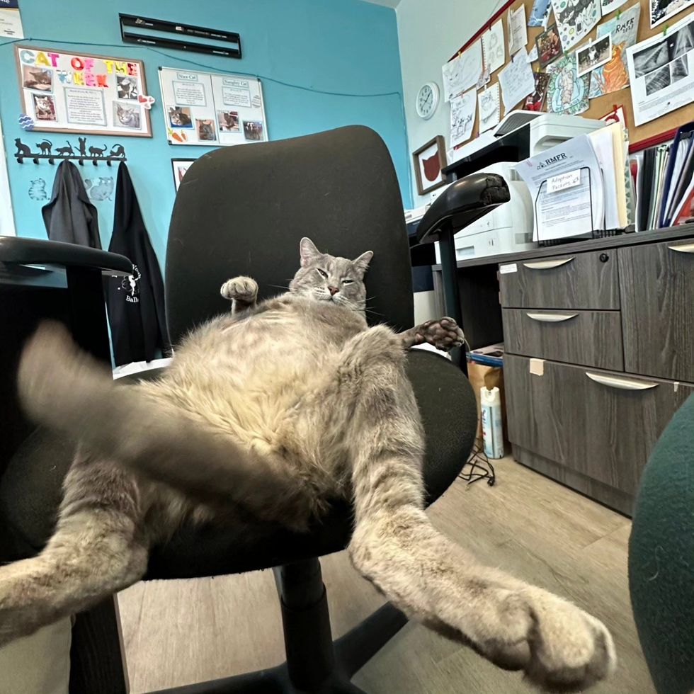 Cat Went from Hopping Around in Parking Lot to Hogging Every Chair in ...