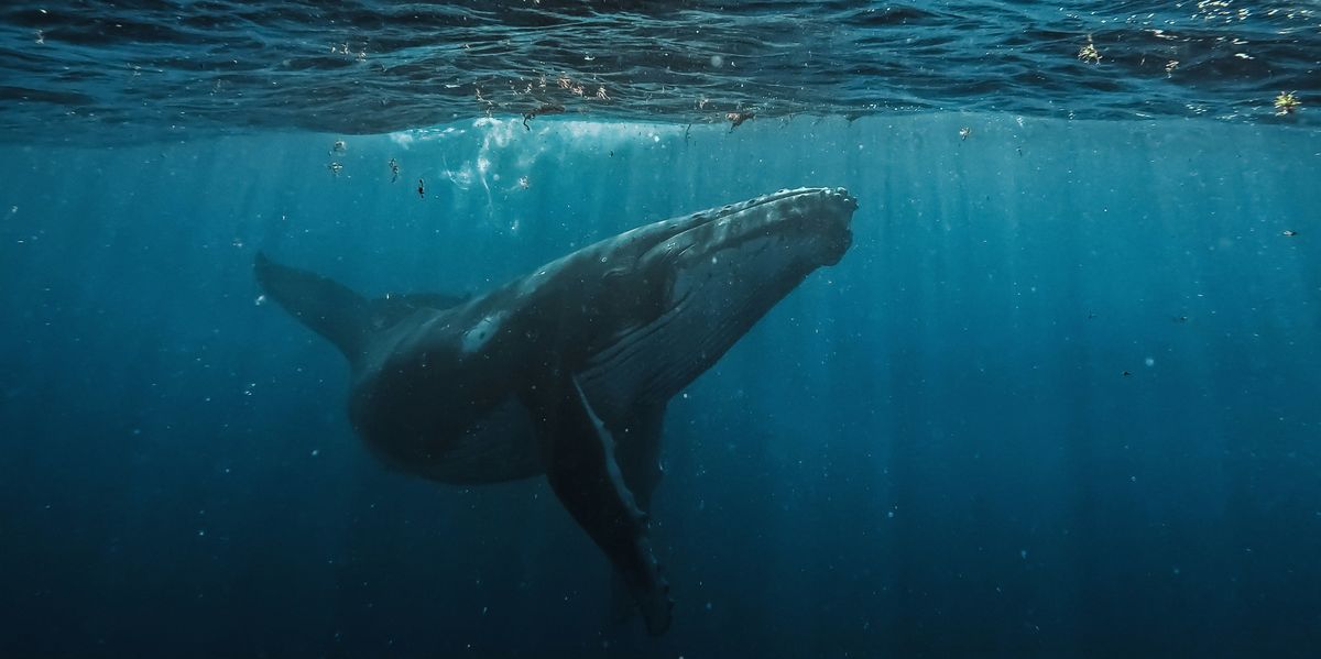 How are baleen whales able to sing underwater? - Upworthy