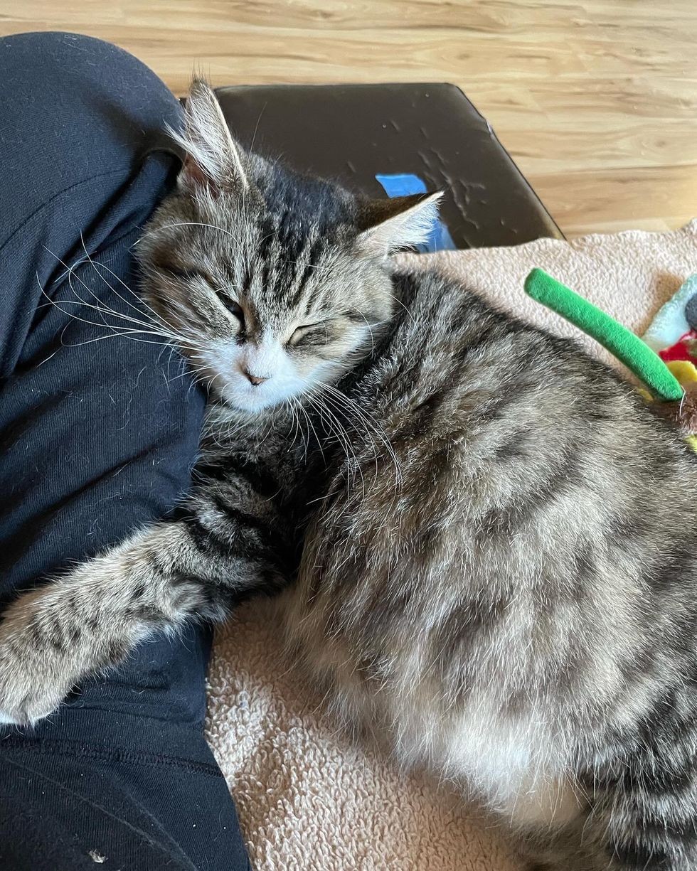 Cat Found Behind a Grocery Store Asking Around for Attention, Turns Out ...