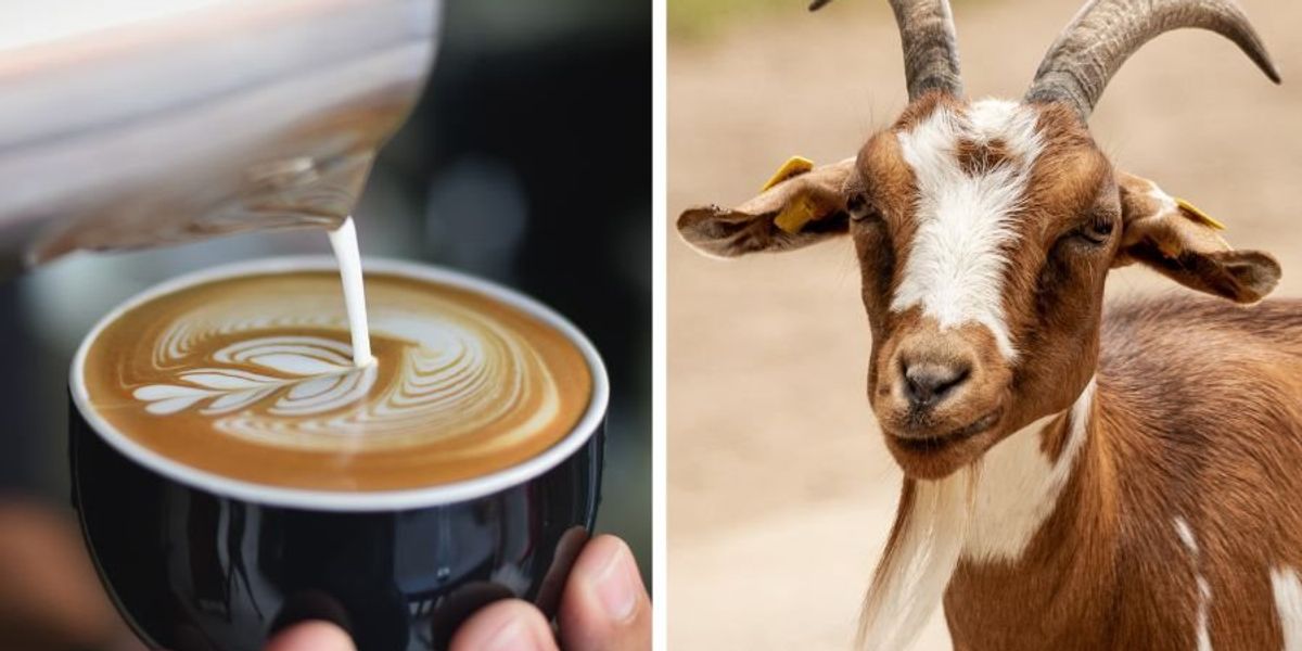 How coffee was discovered and spread throughout the world - Upworthy