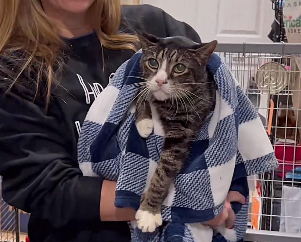 Older Cat Looks Glum While Being in a Shelter Kennel, a Home Changes ...