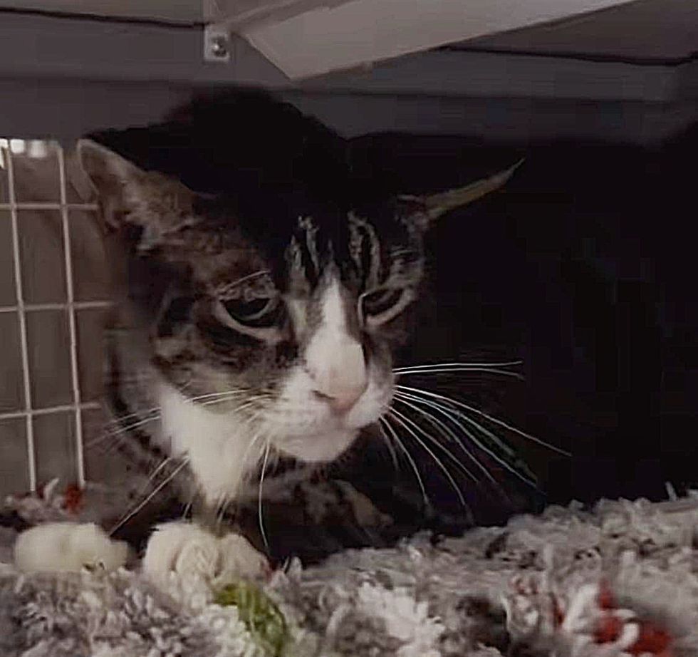 Older Cat Looks Glum While Being in a Shelter Kennel, a Home Changes ...