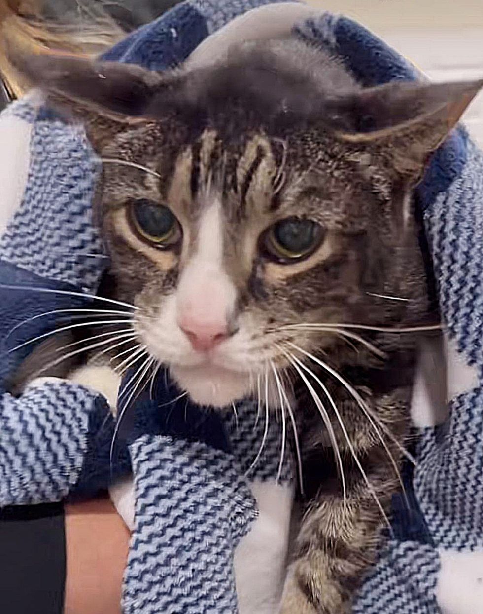 Older Cat Looks Glum While Being in a Shelter Kennel, a Home Changes ...