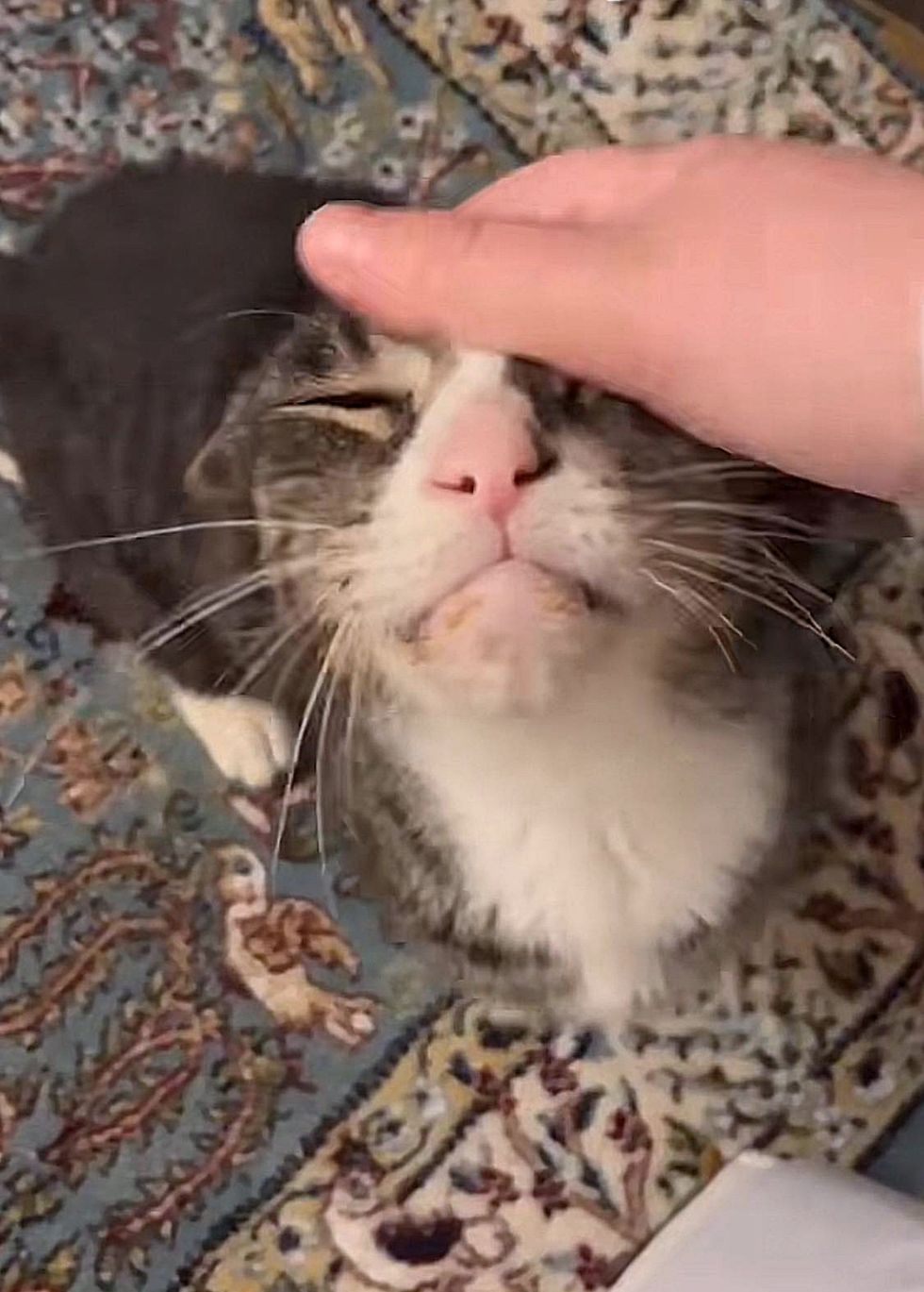 Older Cat Looks Glum While Being in a Shelter Kennel, a Home Changes ...