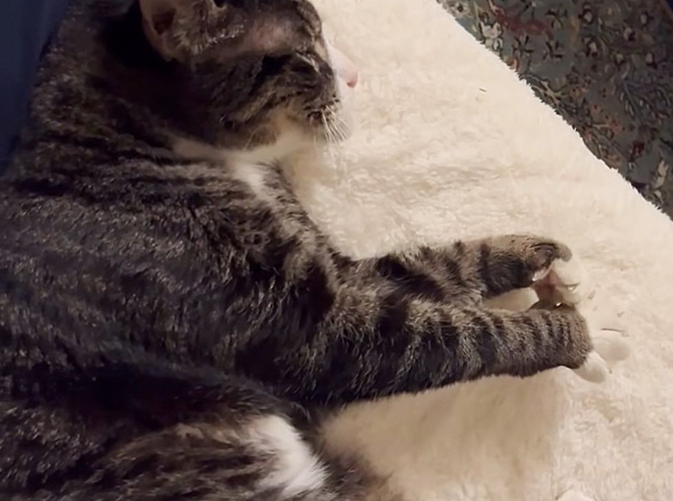 Older Cat Looks Glum While Being in a Shelter Kennel, a Home Changes ...
