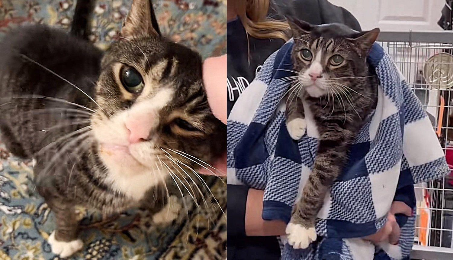 Older Cat Looks Glum While Being in a Shelter Kennel, a Home Changes ...