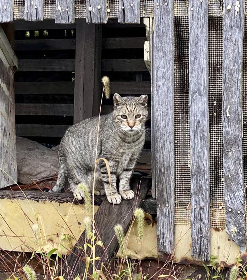 Stray Cat Has the Appearance of a Mini Puma, Opens His Heart and Learns ...