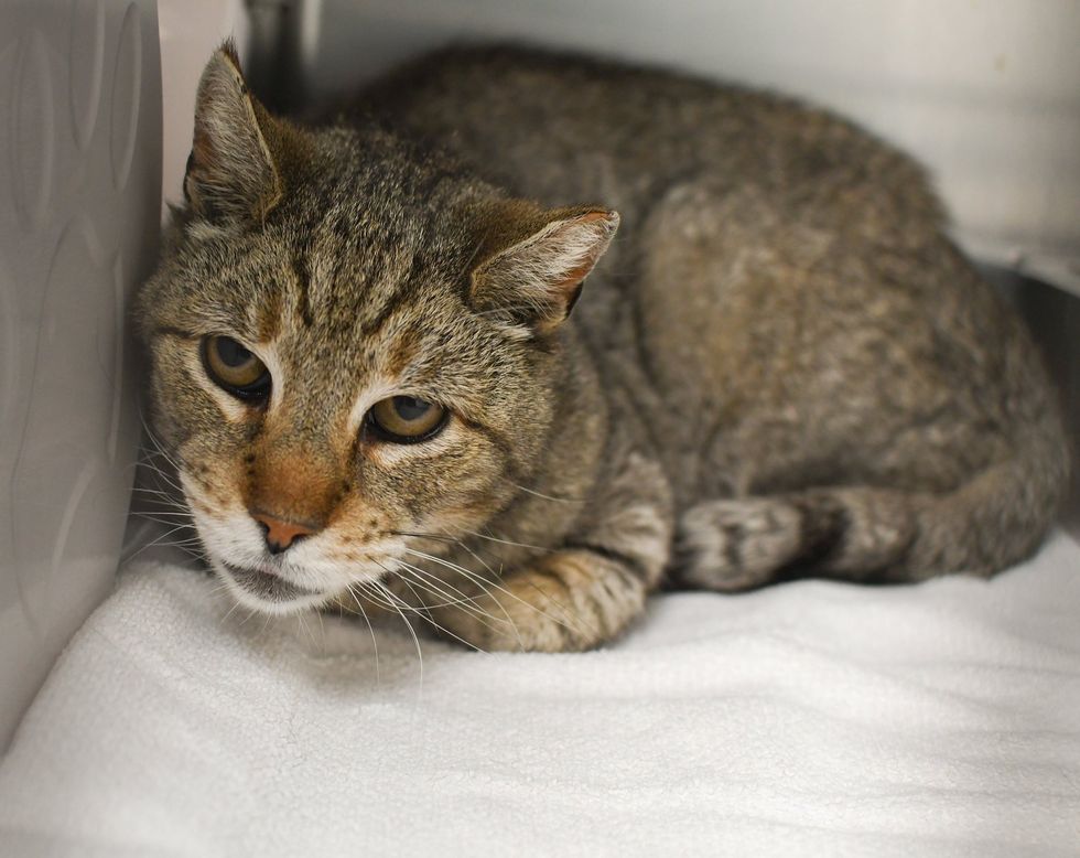 Stray Cat Has the Appearance of a Mini Puma, Opens His Heart and Learns ...