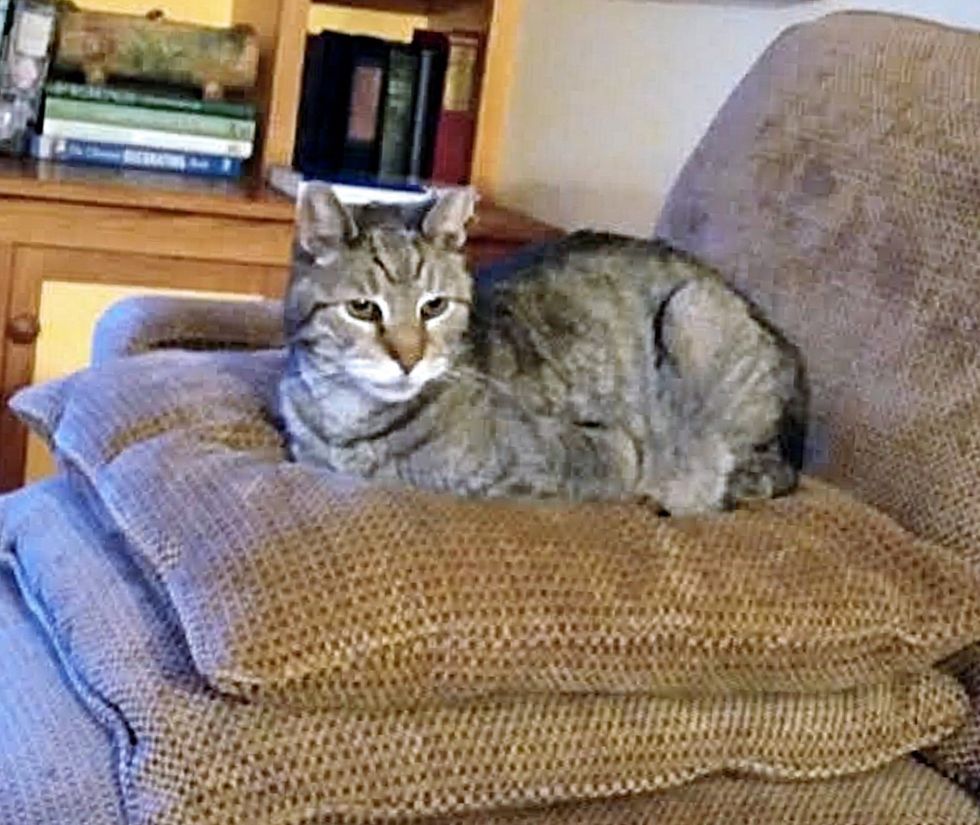 Stray Cat Has the Appearance of a Mini Puma, Opens His Heart and Learns ...