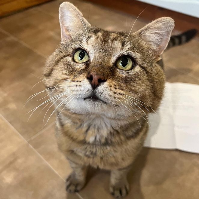 SAT. One fateful day, a large tomcat arrives at a house in search of ...