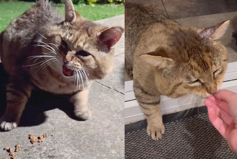 Big Tom Cat Comes to a House for Food One Day, Changing the Course of ...