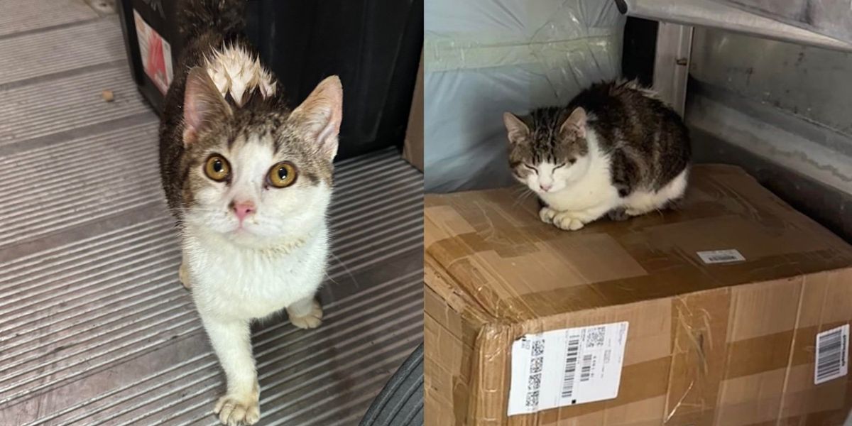 UPS Driver Heard a Cat and Realized an Unexpected Passenger was on His ...