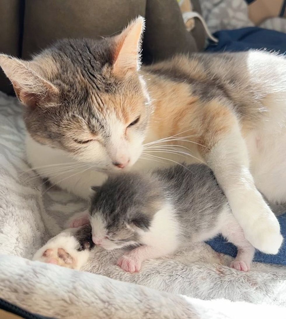 Kind Person Provides Safety to Cat from Wind and Rain, Wakes Up to ...