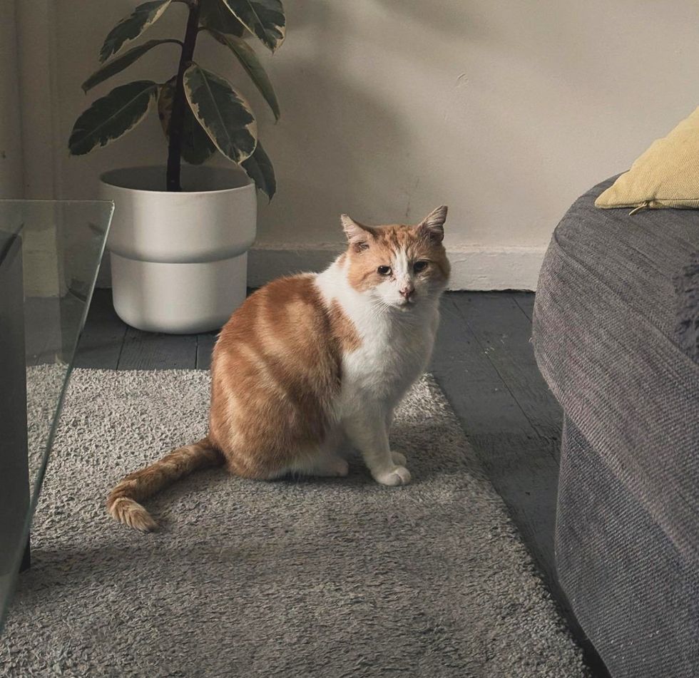 Cat Comes Up to Family and Makes a Plea They Cannot Refuse After His ...