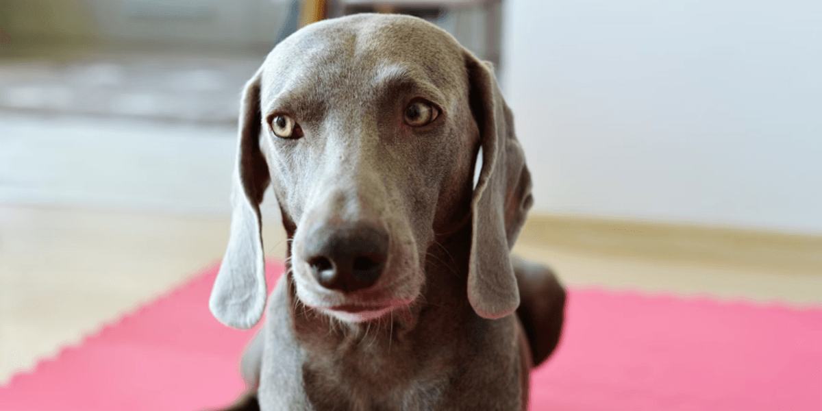 People think a Weimaraner was a 'human in a past life' because of his ...