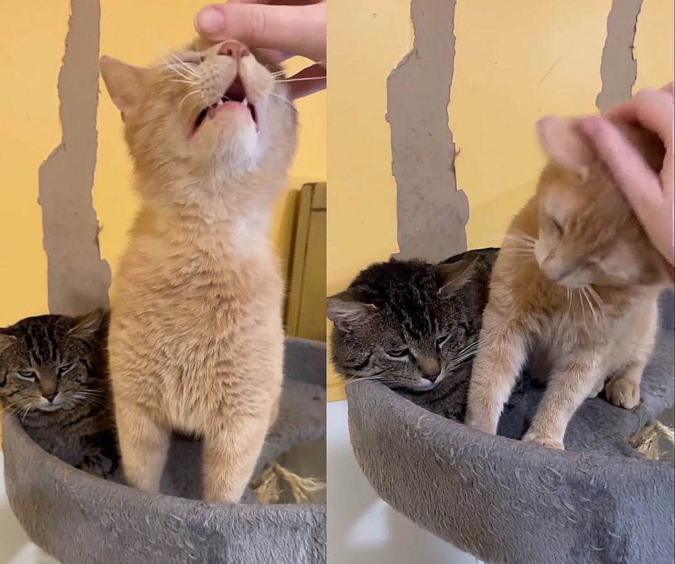 Shy Cats Depend on Each Other Their Whole Lives Meet Person Who Comes ...