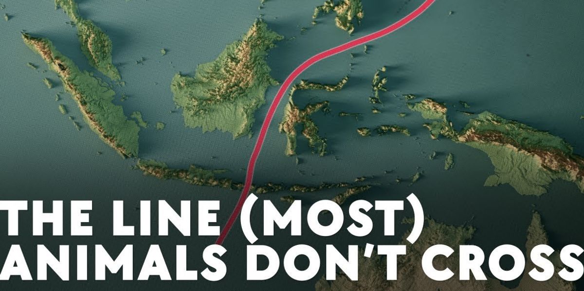 PBS explains the Wallace line - Upworthy