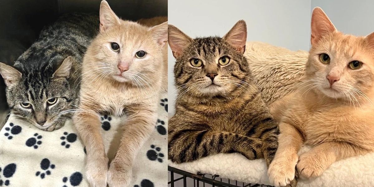 Shy Cats Depend on Each Other Their Whole Lives Meet Person Who Comes ...