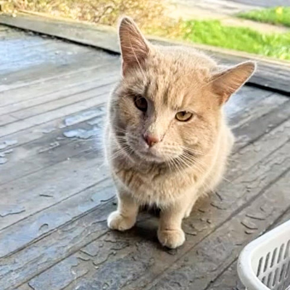 Cat Walks Straight into a Carrier and Never Looks Back, Turns Out He's ...