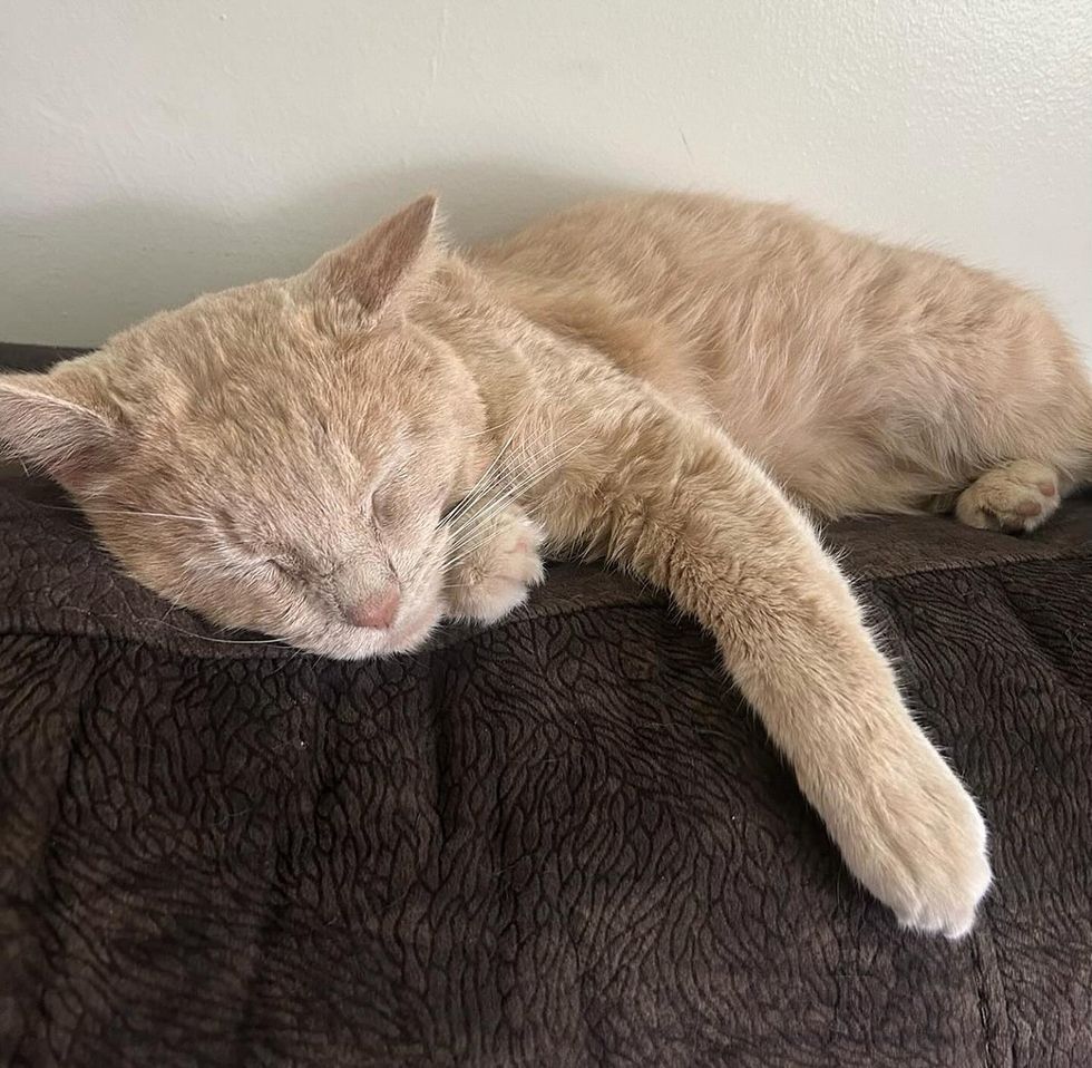 Cat Walks Straight into a Carrier and Never Looks Back, Turns Out He's ...