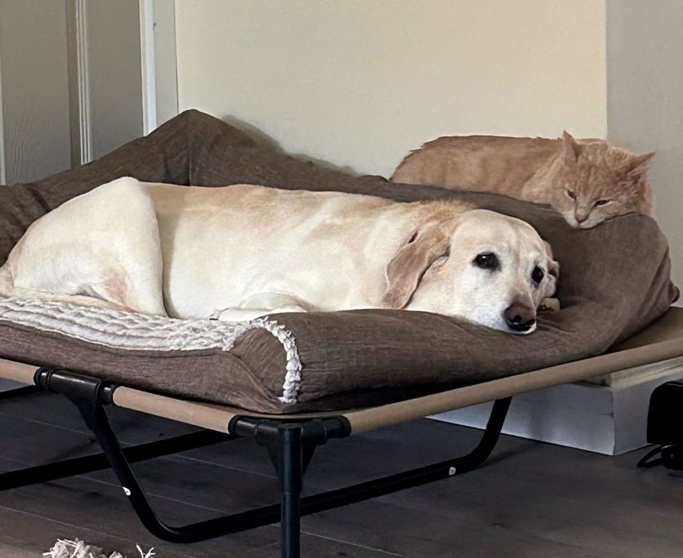 Cat Walks Straight into a Carrier and Never Looks Back, Turns Out He's ...