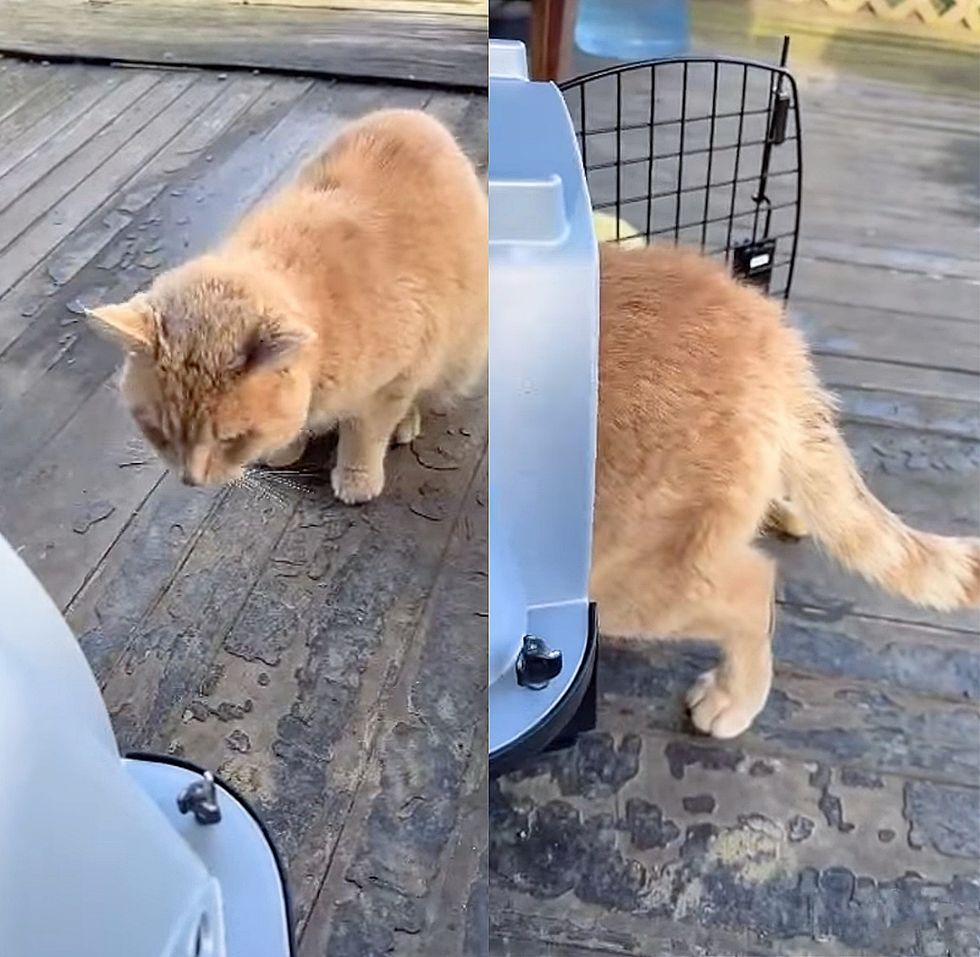 Cat Walks Straight into a Carrier and Never Looks Back, Turns Out He's ...