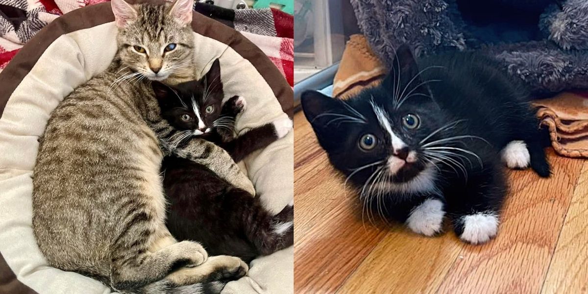 Cat Keeps Jumping into the Playpen of Another Rescued Kitten So They ...