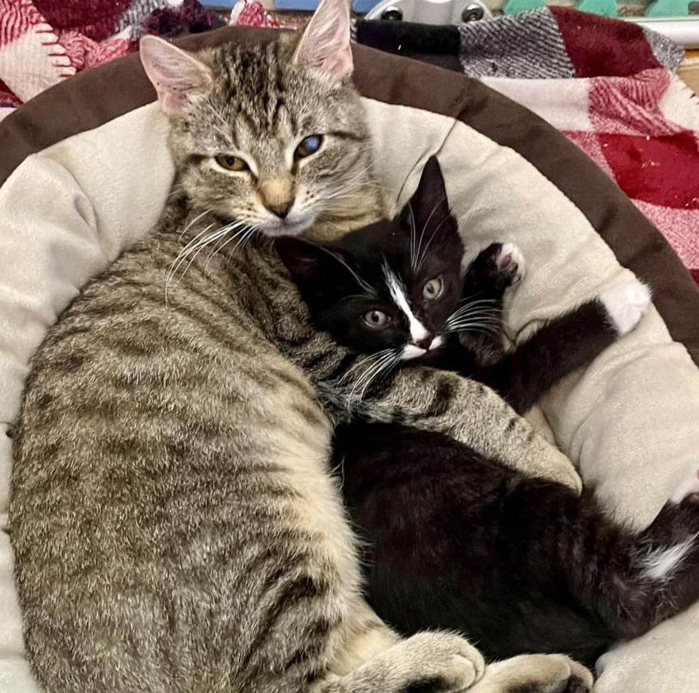 Cat Keeps Jumping into the Playpen of Another Rescued Kitten So They ...